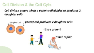 Protein-Synthesis-Cell-Division-PPT-1.pptx