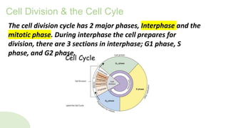 Protein-Synthesis-Cell-Division-PPT-1.pptx