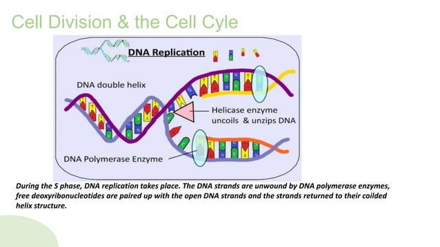 Protein-Synthesis-Cell-Division-PPT-1.pptx