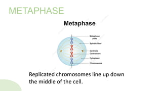 Protein-Synthesis-Cell-Division-PPT-1.pptx