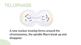 Protein-Synthesis-Cell-Division-PPT-1.pptx
