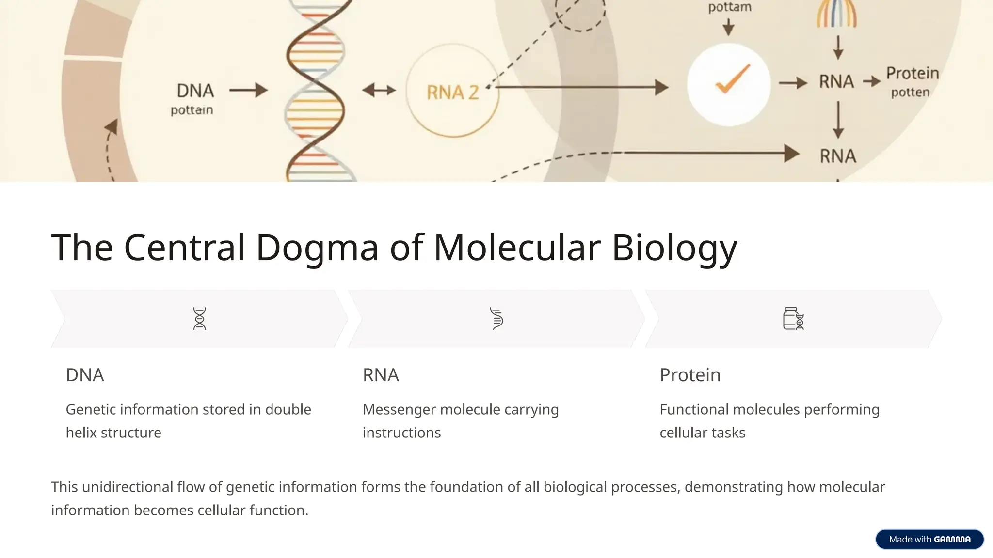 Protein-Synthesis-From-DNA-to-Functional-Proteins.pptx