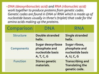 Protein-Synthesis PPTX SCIENCE10 third quarter | PPT