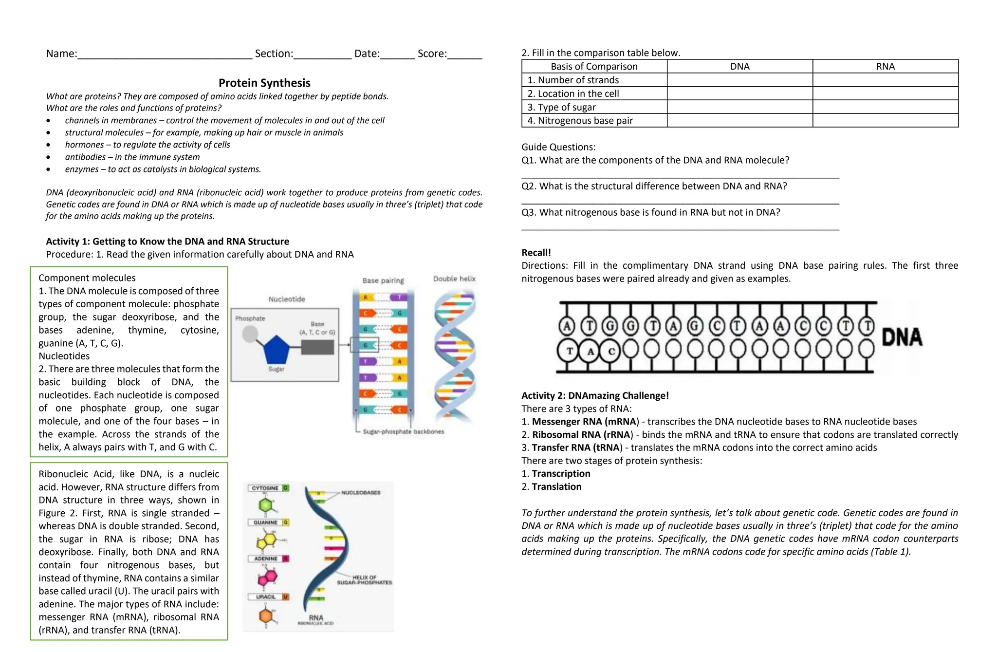 Protein Synthesis Worksheet for Grade 10 | DOCX