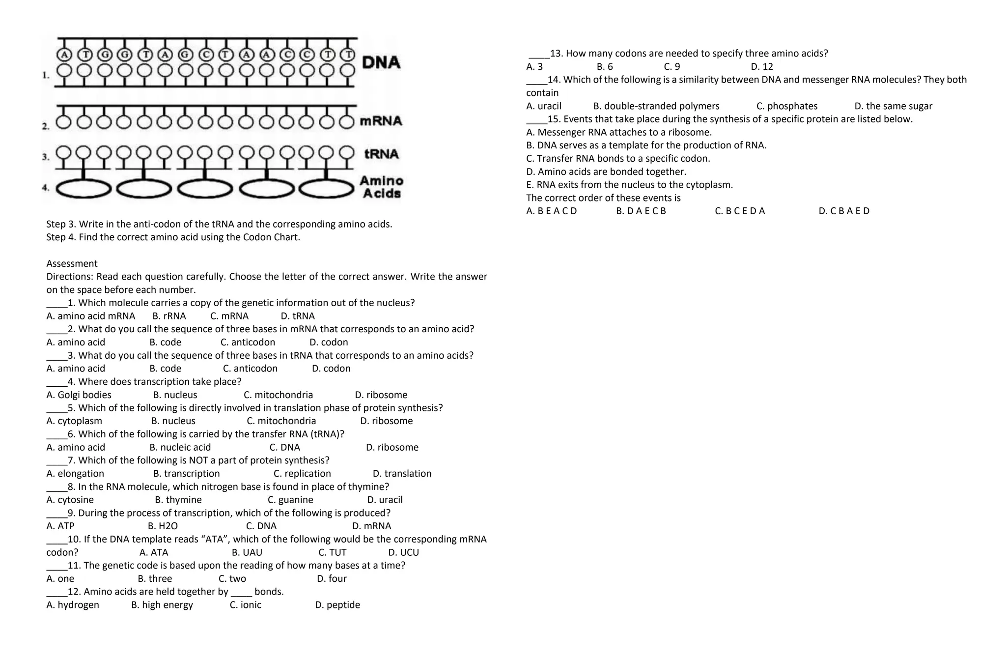 Protein Synthesis Worksheet for Grade 10 | DOCX