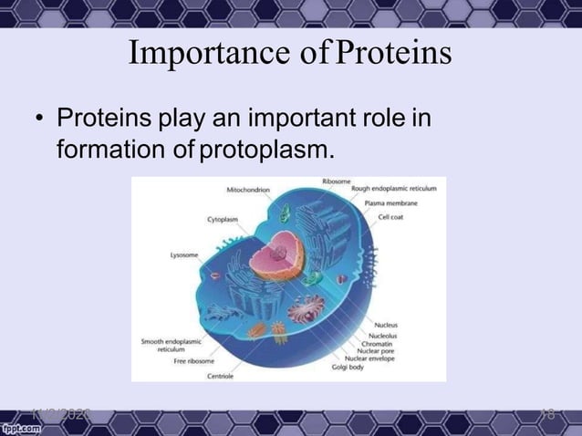 Protein ( introduction, classification, properties, structure ...