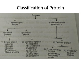 Protein & Biochemical Role part 2 | PDF