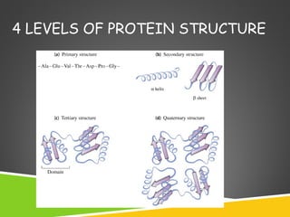 Protein 3 dimensional structure and function | PPT