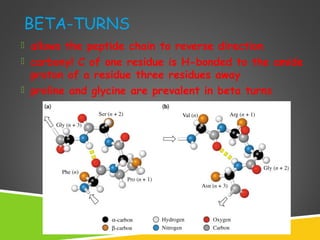 Protein 3 dimensional structure and function | PPT