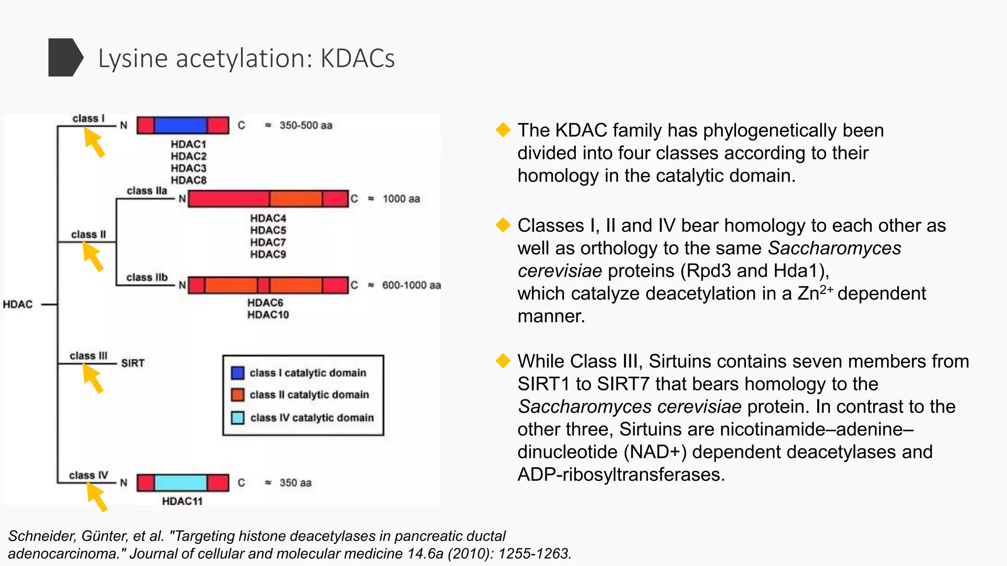 Introduction of Protein Acetylation | PPTX