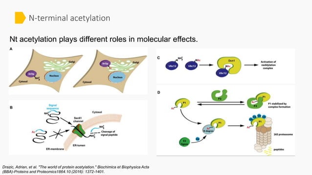 Introduction of Protein Acetylation | PPTX | Chemistry | Science