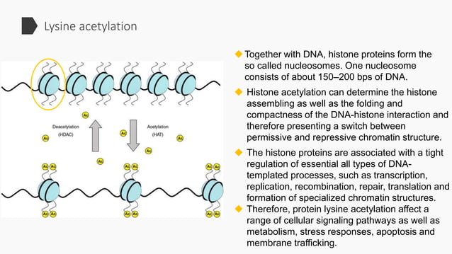 Introduction of Protein Acetylation | PPTX | Chemistry | Science