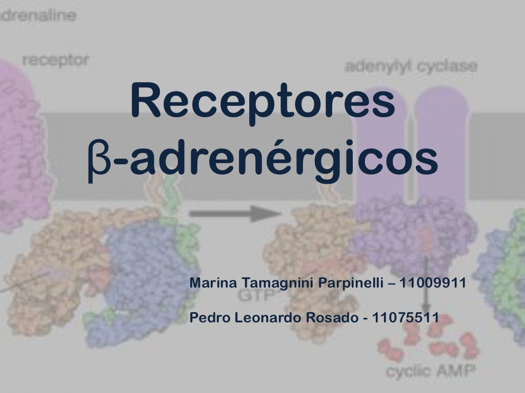 Receptores (beta)-adrenérgicos