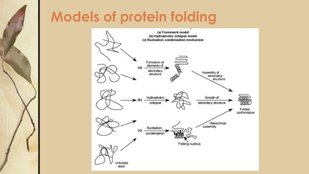 Protein folding and aggregation | PPTX | Chemistry | Science