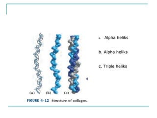 structure protein, amino acids, & peptide.ppt