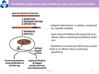 Protein_analysis using ppt Teknik mantap.pptx | Free Download