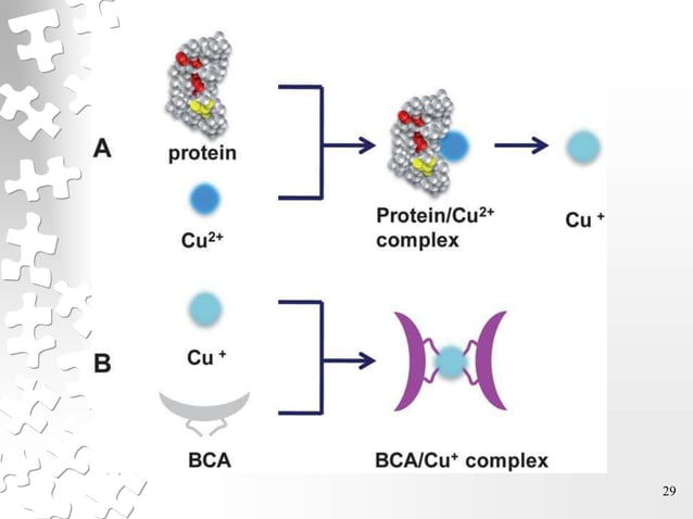 Protein Analysis Methods.pptx | Chemistry | Science
