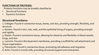 protein and amino acids with classification.pptx