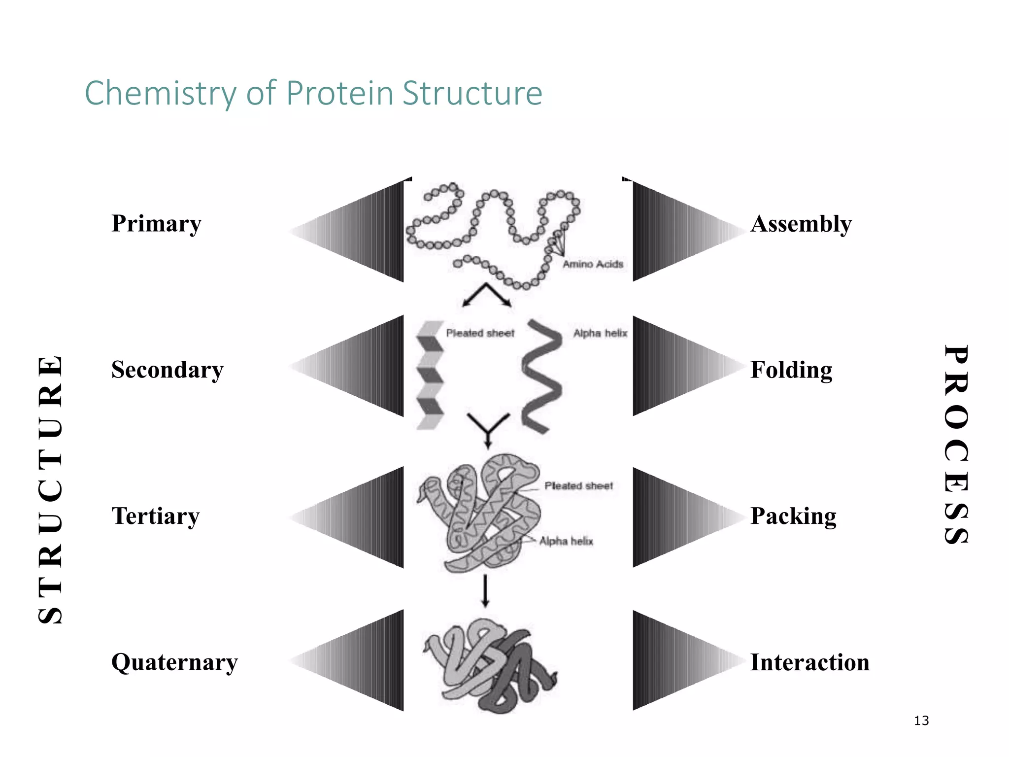 Protein and its classification | PPT