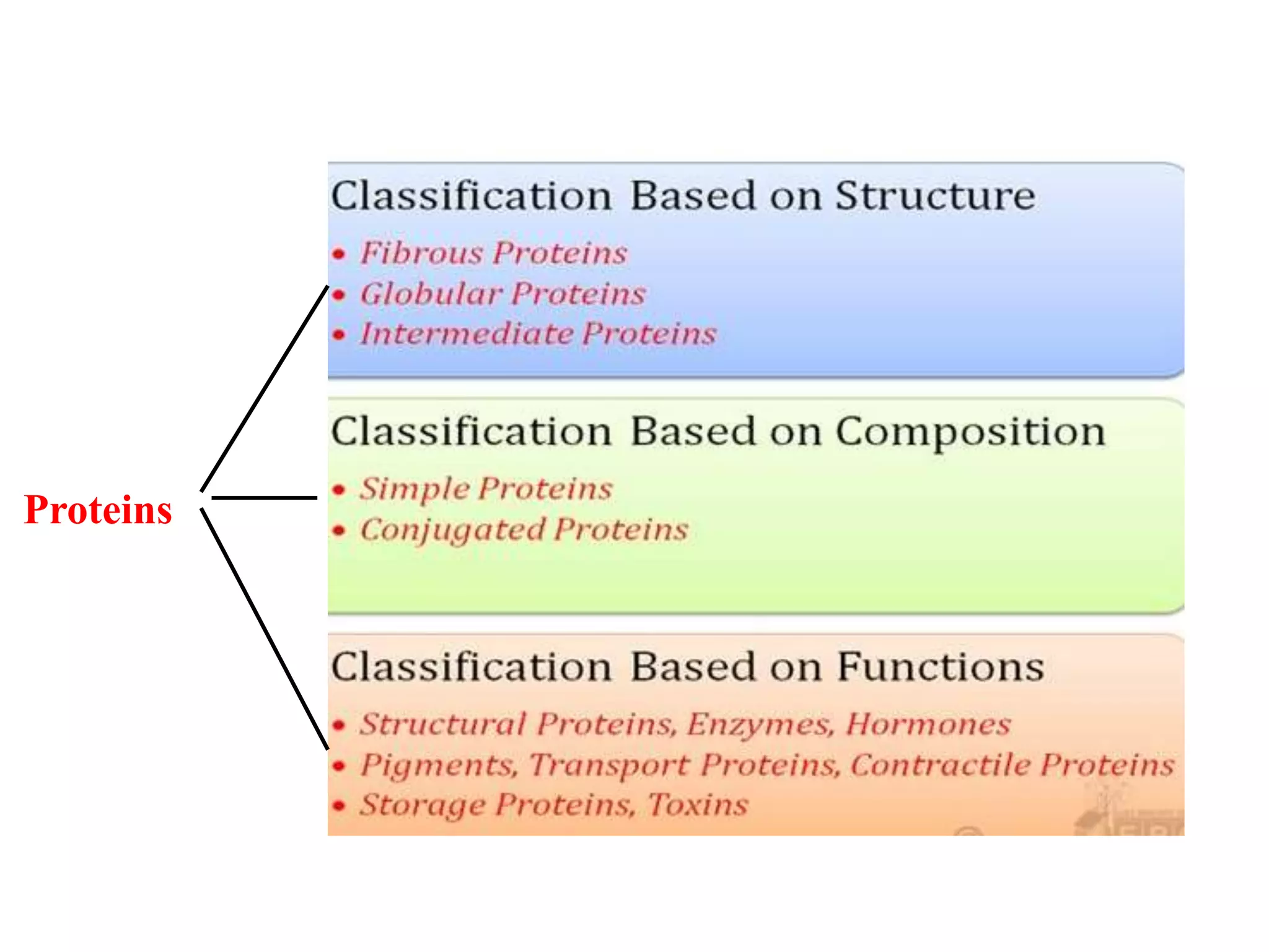 Protein and its classification | PPT