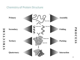Protein and its classification | PPT