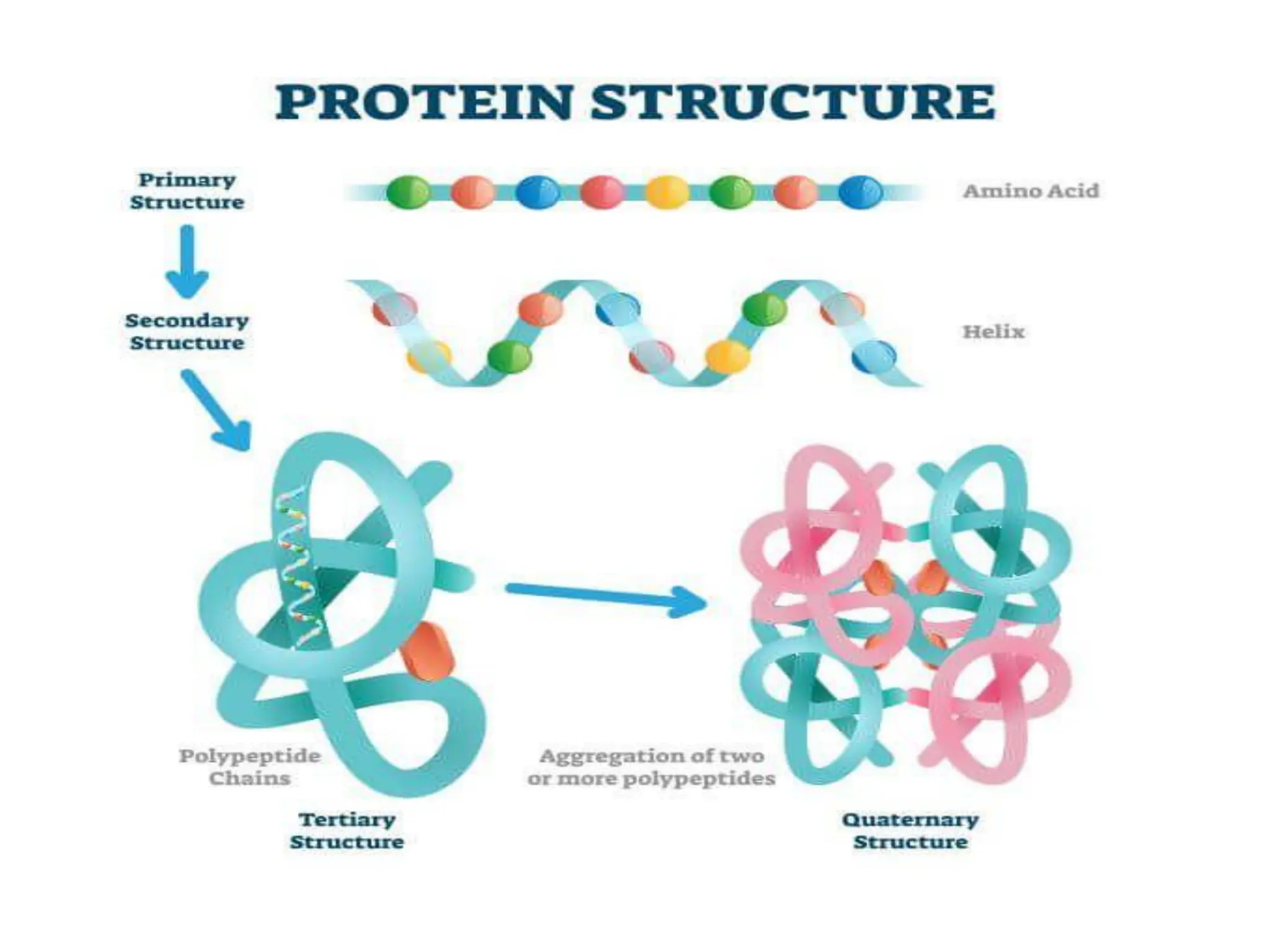 Protein and Nucleic acid general introduction | PPT