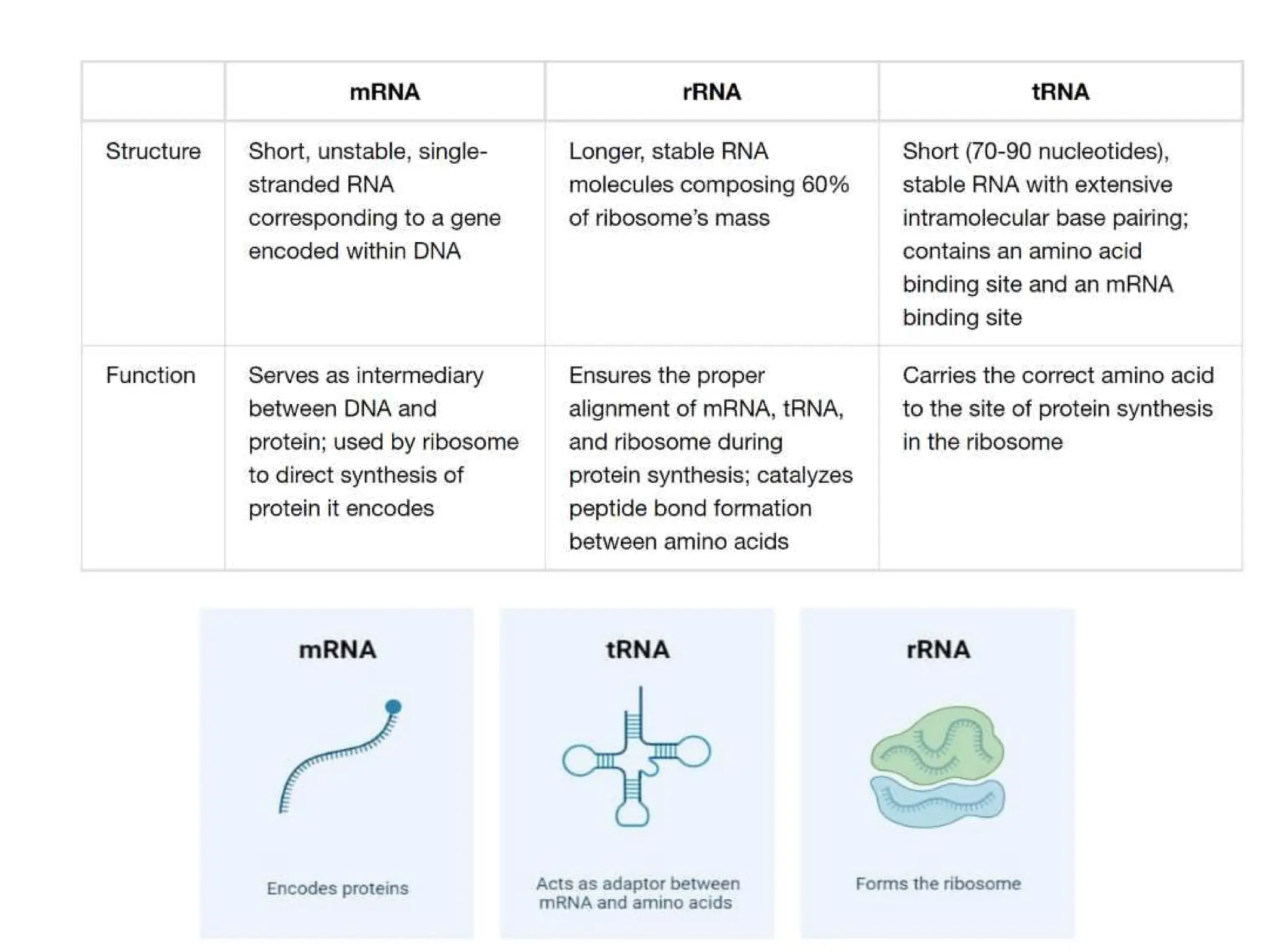 Protein and Nucleic acid general introduction | PPT