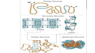 protein and peptide.pdf