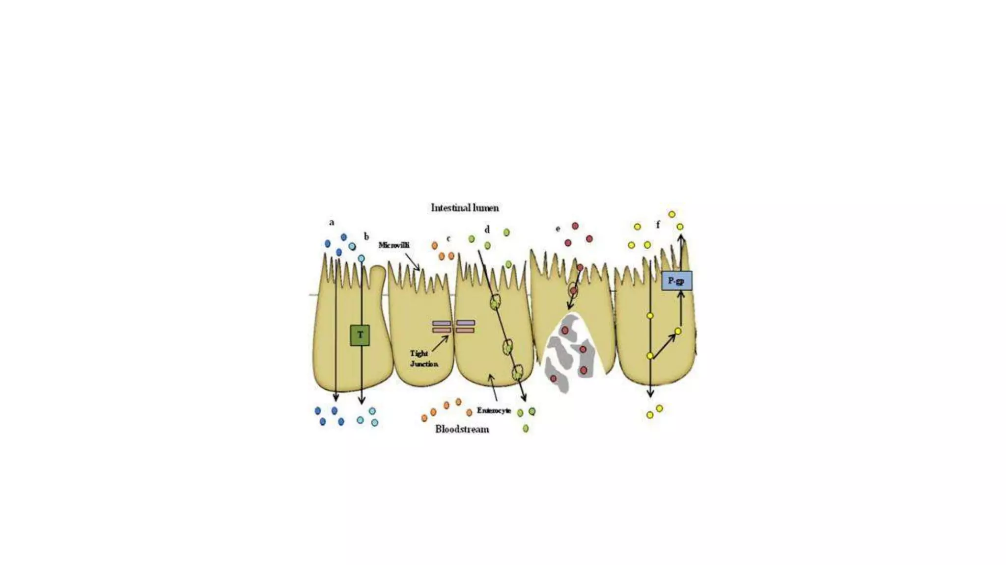 Protein and peptide drug delivery system | PPTX