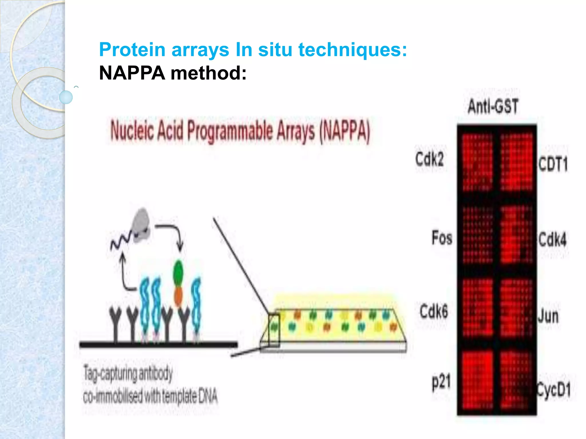 Protein array, protein chip by kk sahu sir | PPTX | Genetics | Science