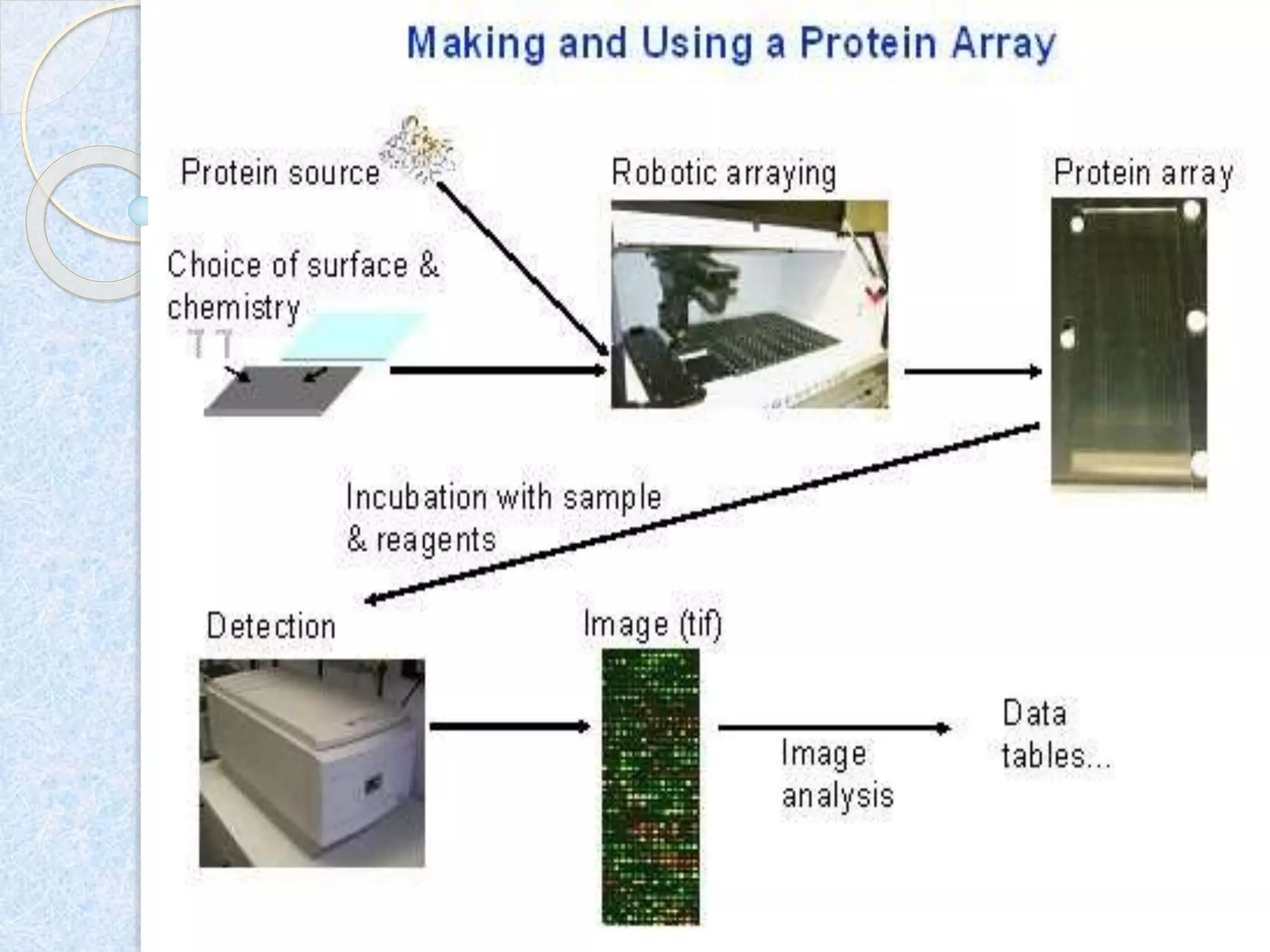Protein array, protein chip by kk sahu sir | PPTX | Genetics | Science