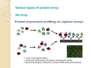 Protein array, protein chip by kk sahu sir | PPTX | Genetics | Science