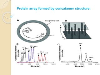 Protein array, protein chip by kk sahu sir | PPTX | Genetics | Science