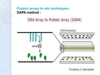 Protein array, protein chip by kk sahu sir | PPTX | Genetics | Science