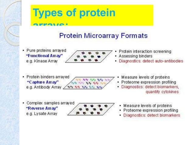 Protein array, protein chip by kk sahu sir | PPTX | Genetics | Science