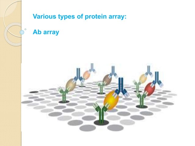 Protein array, protein chip by kk sahu sir | PPTX | Genetics | Science