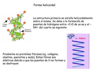 Proteinas bioquimica | PPT