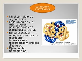 Proteinas enzimas | PPT