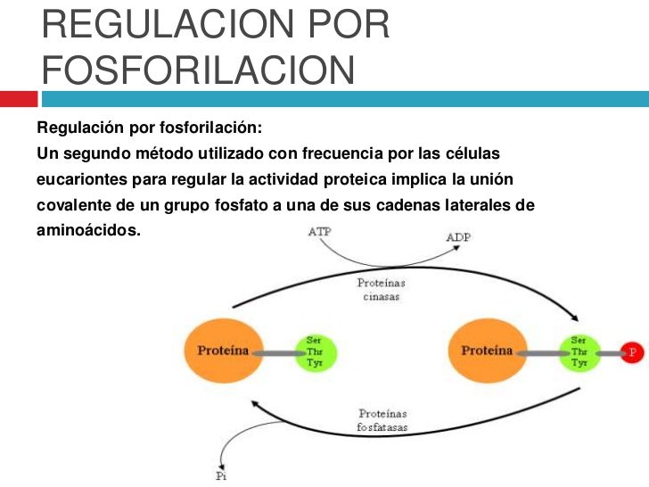 Proteinas biocel corregida