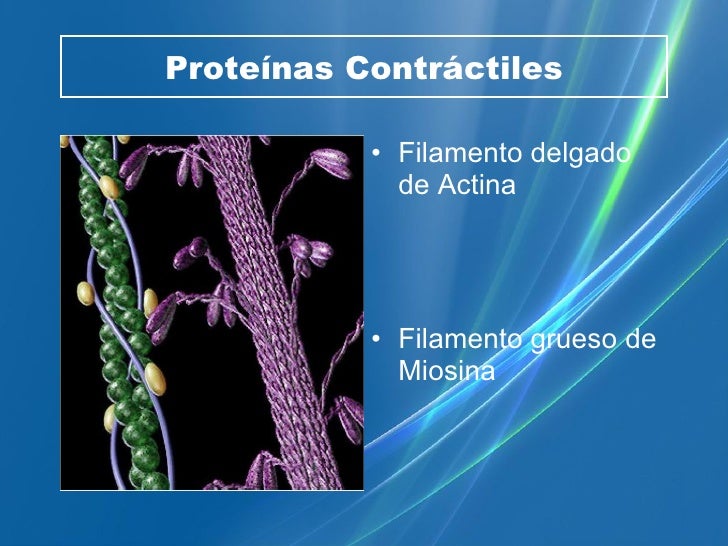 Contracción cardíaca-Proteinas contractiles