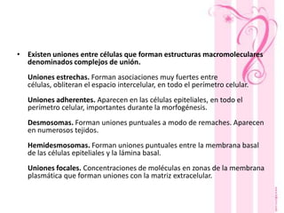 Proteinas de la matriz extracelular | PPTX