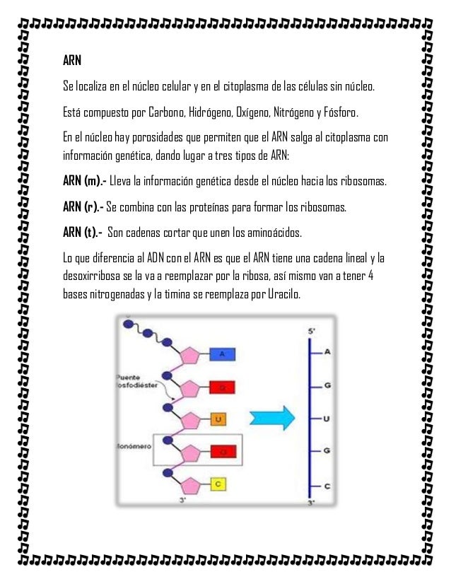 Semejanzas Entre Adn Y Arn