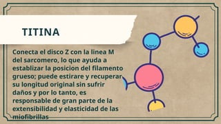 Proteinas Estructurales del musculo esqueletico | PPTX
