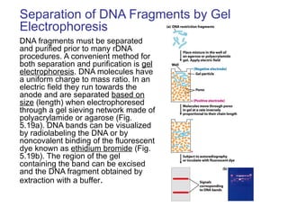 Protein assay.ppt................................. | PPT