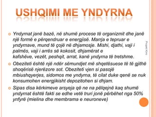 Proteinat yndyrnat dhe karbohidratet | PPTX