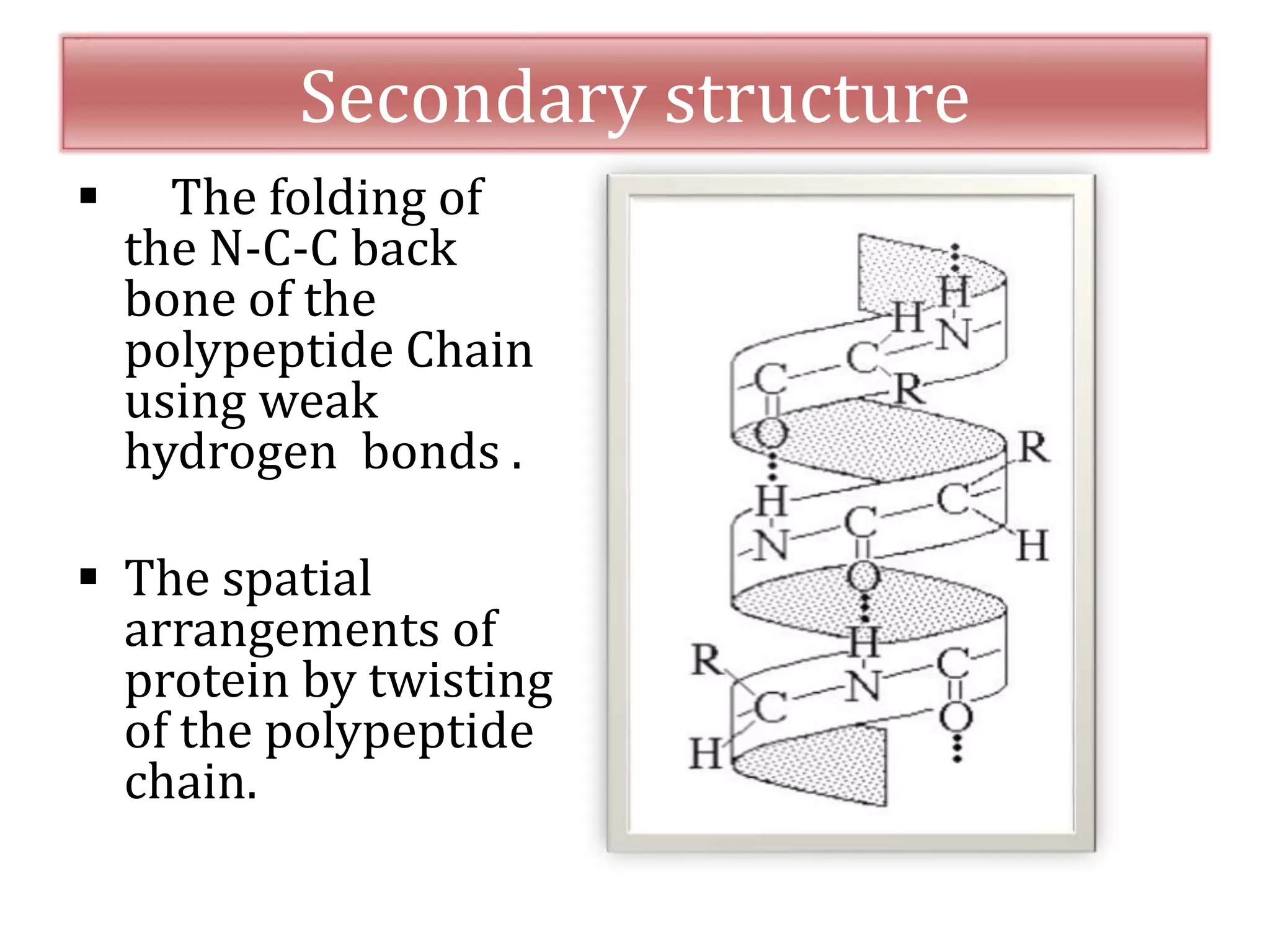 Protein basics | PPTX