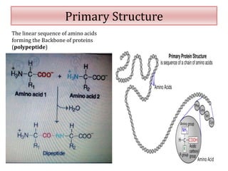 Protein basics | PPTX