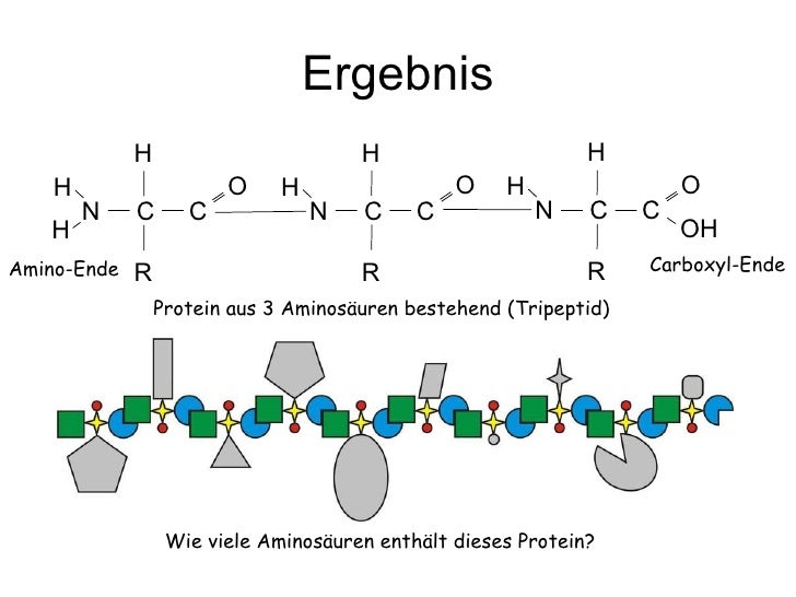 Wie Entsteht Ein Protein , Proteine • Aufbau und Funktion · [mit Video ...