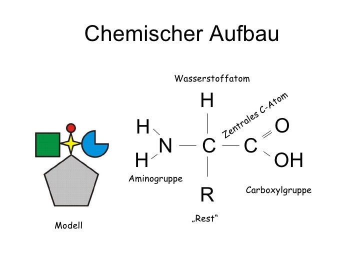 Proteinbau - Aufbau von Proteinen