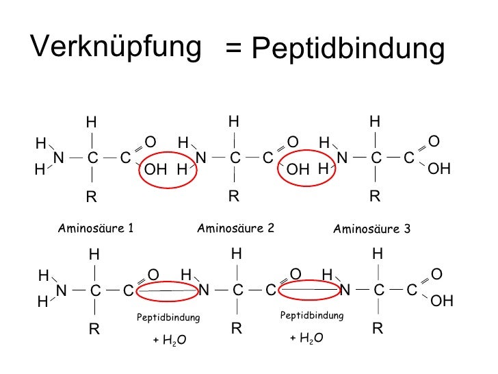 Proteinbau - Aufbau von Proteinen